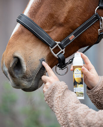 Large choix de produits de soins pour chevaux | kramer.fr